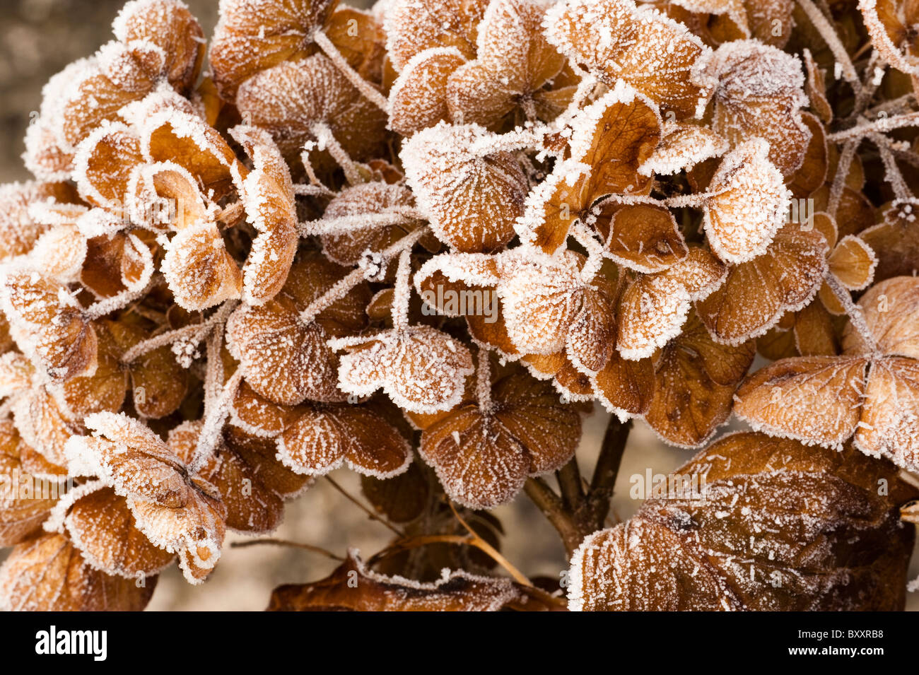 Faded blooms hi-res stock photography and images - Alamy