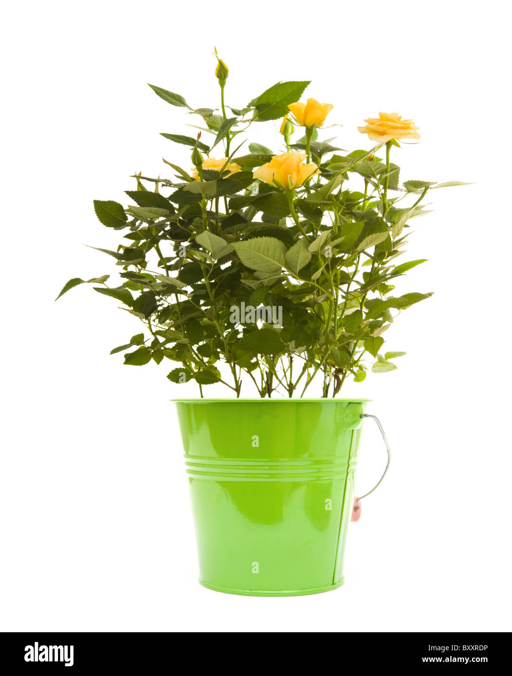 yellow mini rose bush; isolated on white background Stock Photo - Alamy