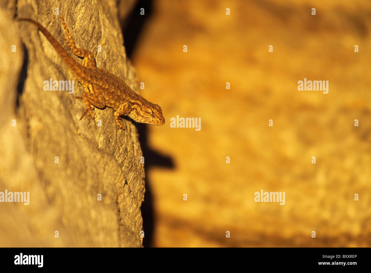 A Lizard looking back from a perch Stock Photo - Alamy