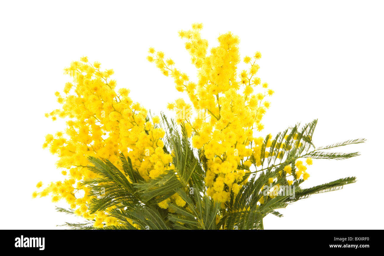 bunch of small branch of mimosa plant with round fluffy yellow flowers ...