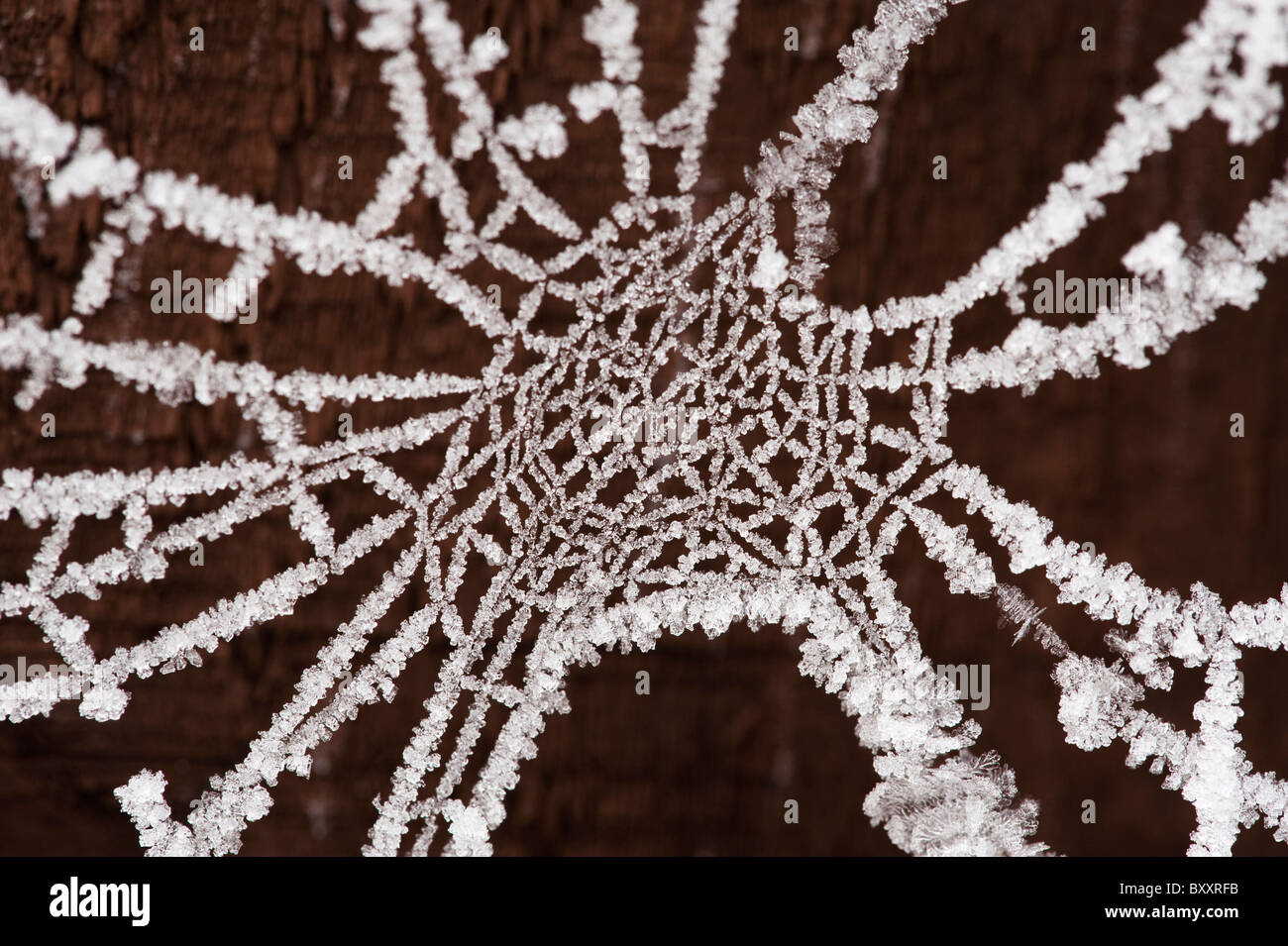 Frost on spider web hi-res stock photography and images - Alamy