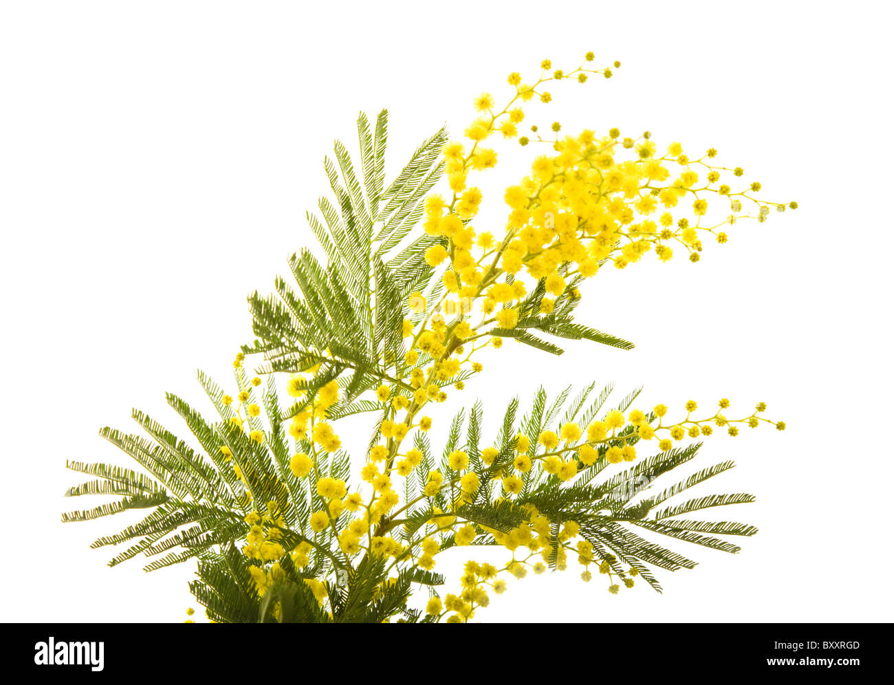 branch of mimosa plant with round fluffy yellow flowers Stock Photo - Alamy
