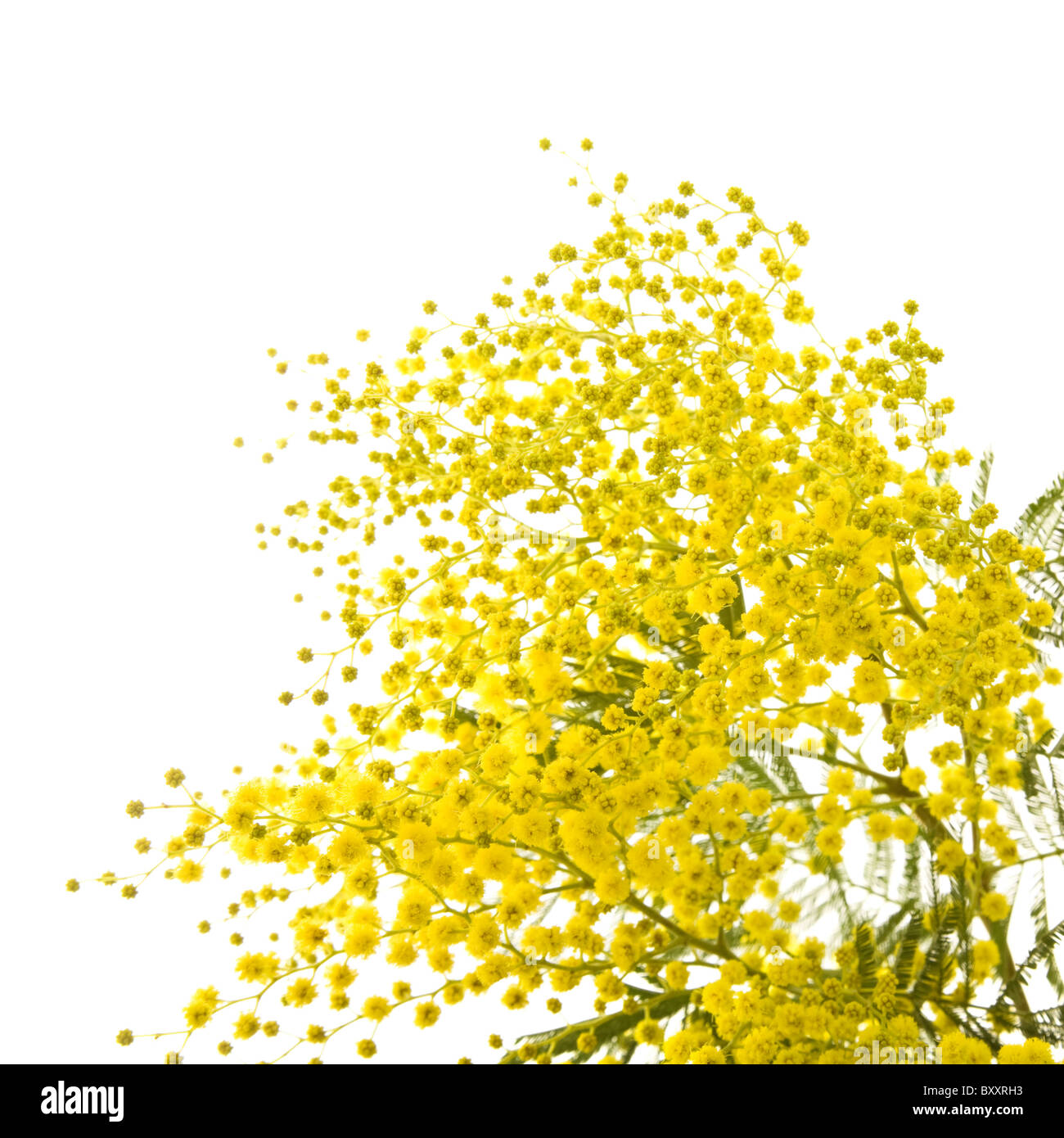 big branch of mimosa plant with round fluffy yellow flowers Stock Photo ...