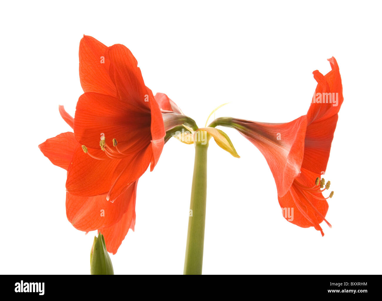 bright red Hippeastrum (usually called Amaryllis); isolated on white ...
