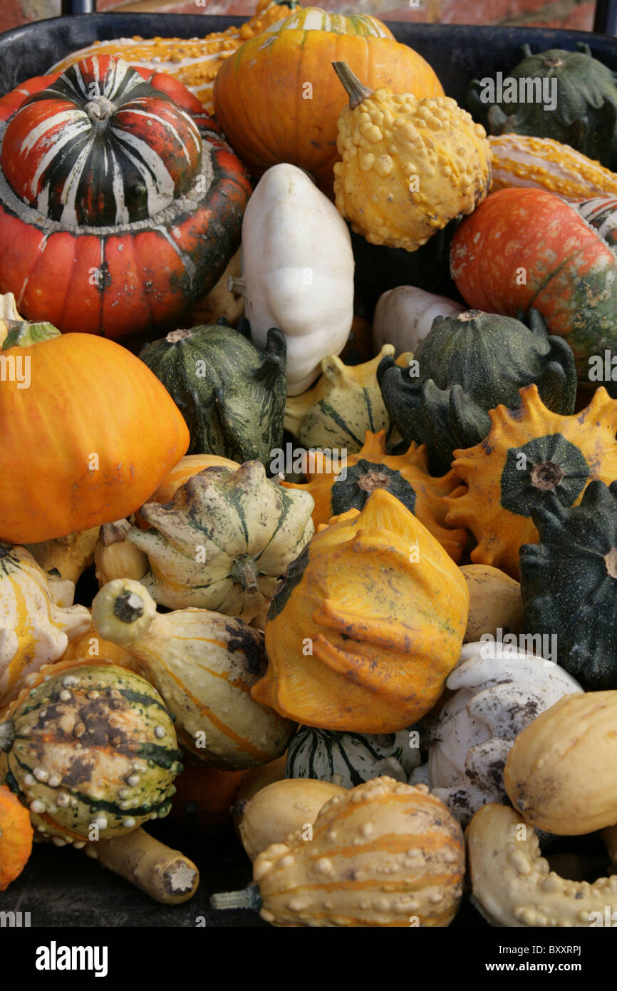 A closeup view of colourful vegetable squashes or gourds of many ...