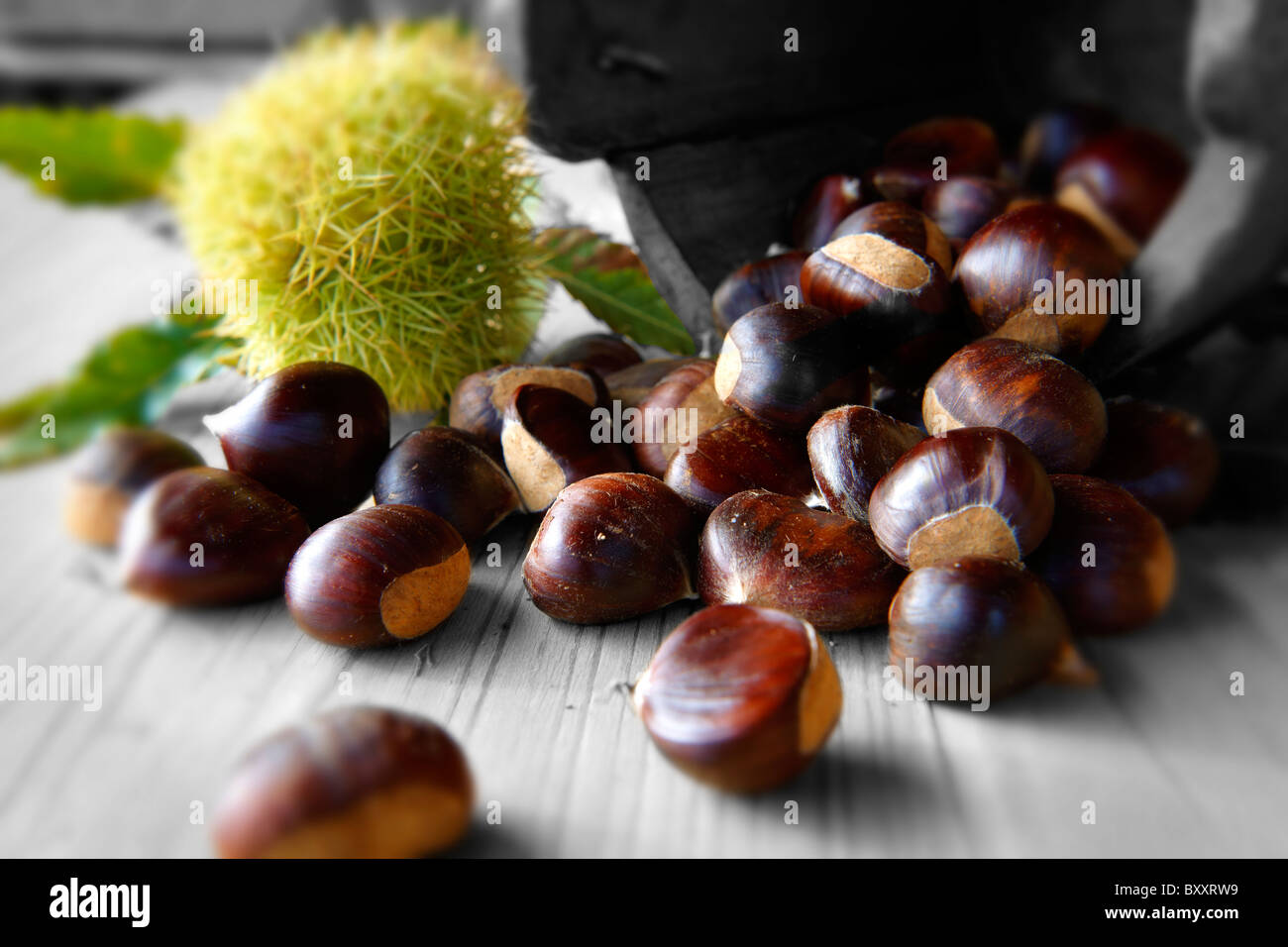 Fresh harvested Chestnut fruits and in shells (Castanea sativa Stock ...