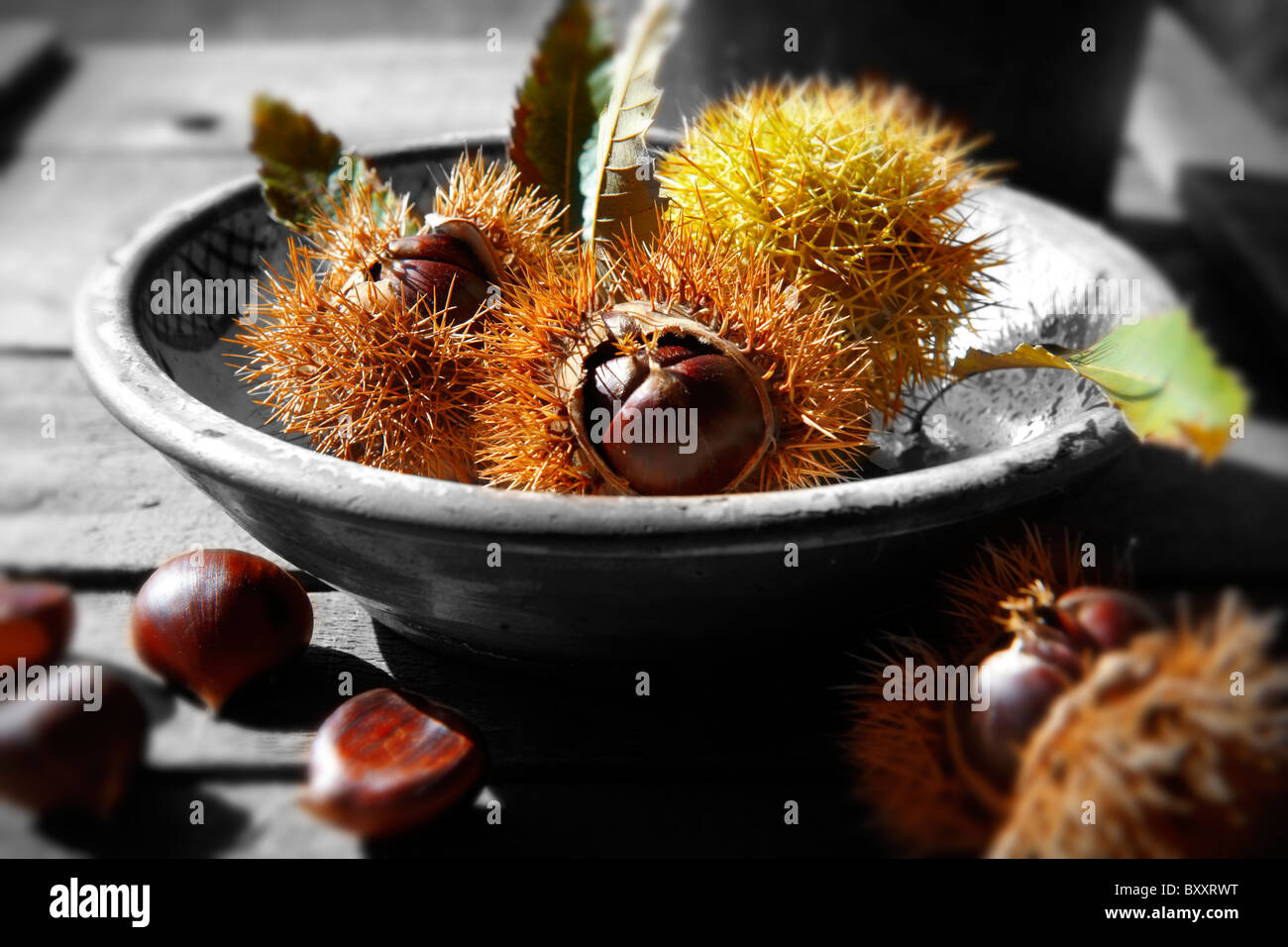 Fresh harvested Chestnut fruits and in shells (Castanea sativa Stock ...