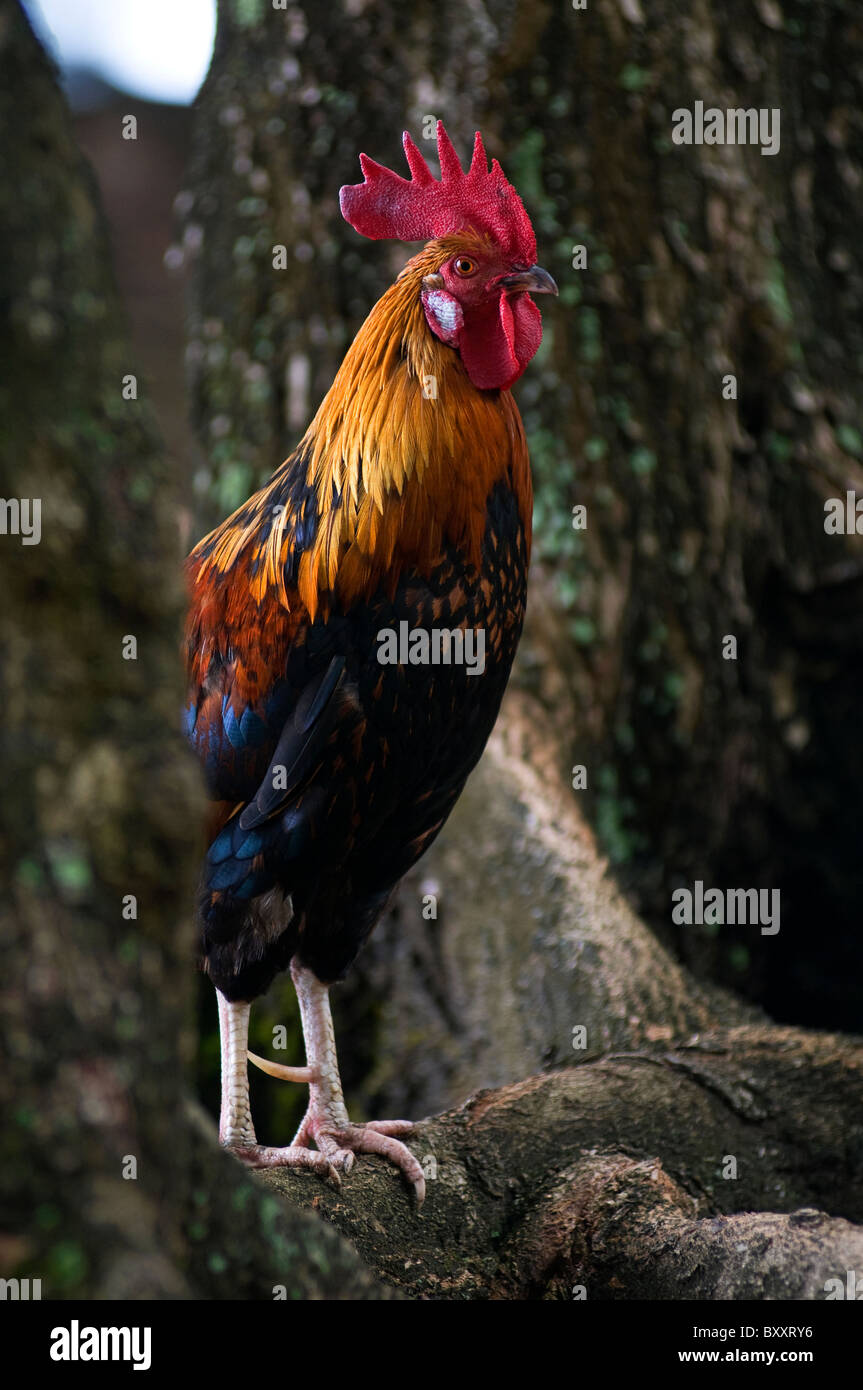Portrait of brightly colored rooster in Kauai Hawaii Stock Photo - Alamy