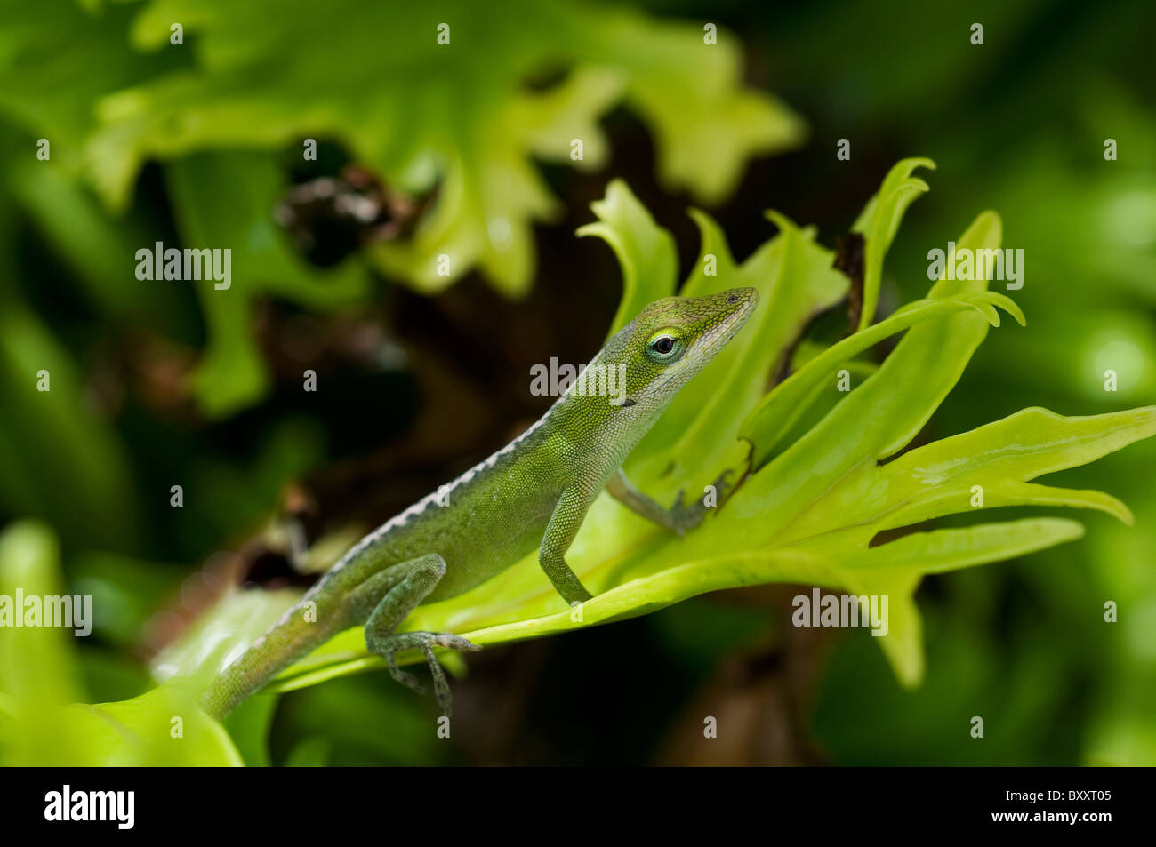 Green anole lizard hi-res stock photography and images - Alamy