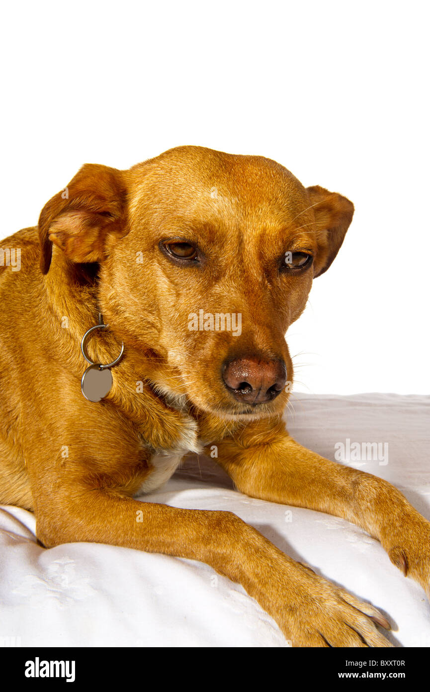Cross breed animal hi-res stock photography and images - Alamy