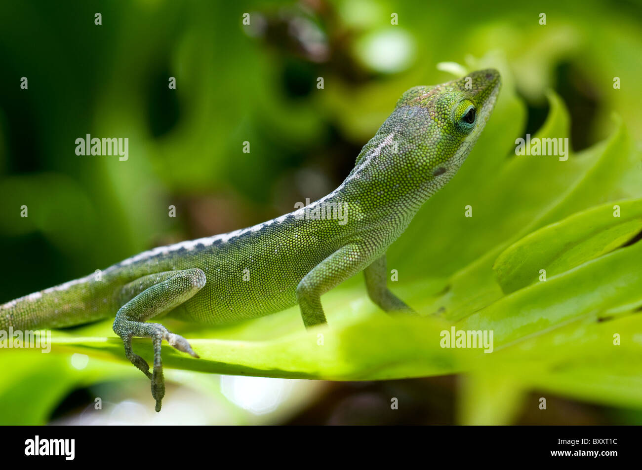 Hawaii green lizard hi-res stock photography and images - Alamy