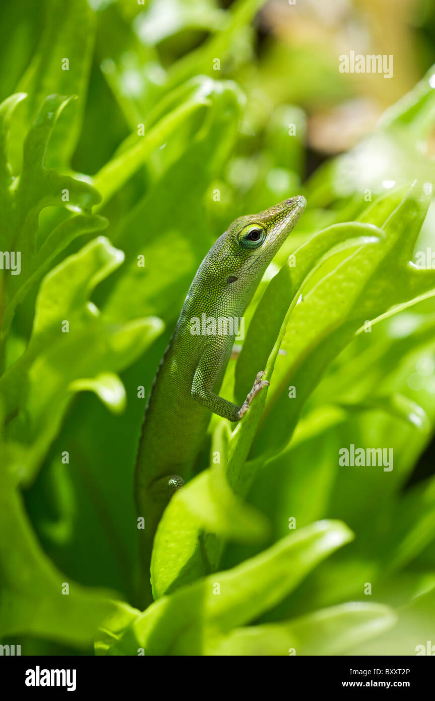 Green anole lizard on leaf in Kauai Hawaii Stock Photo - Alamy