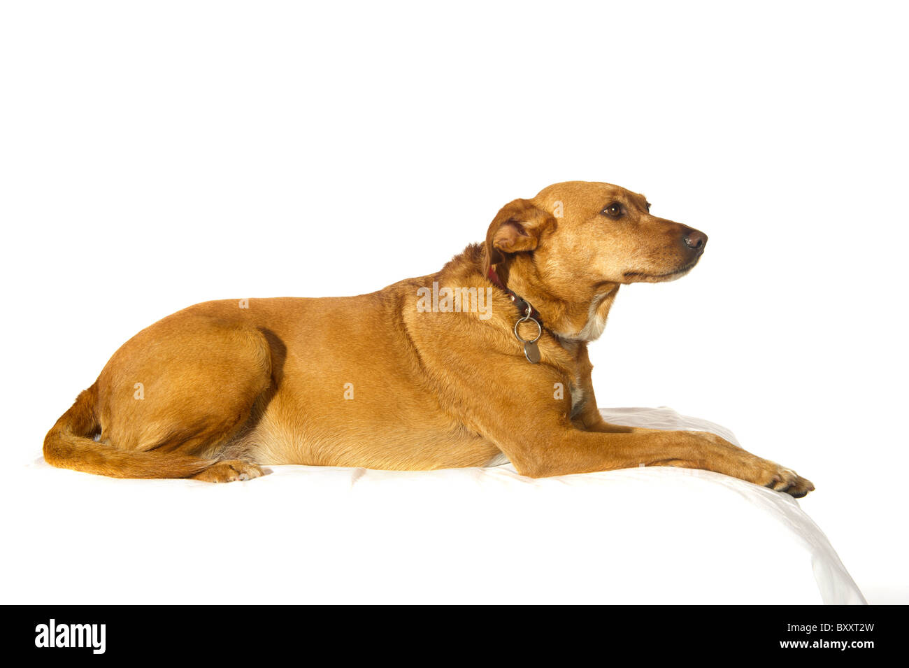 Cross breed animal hi-res stock photography and images - Alamy