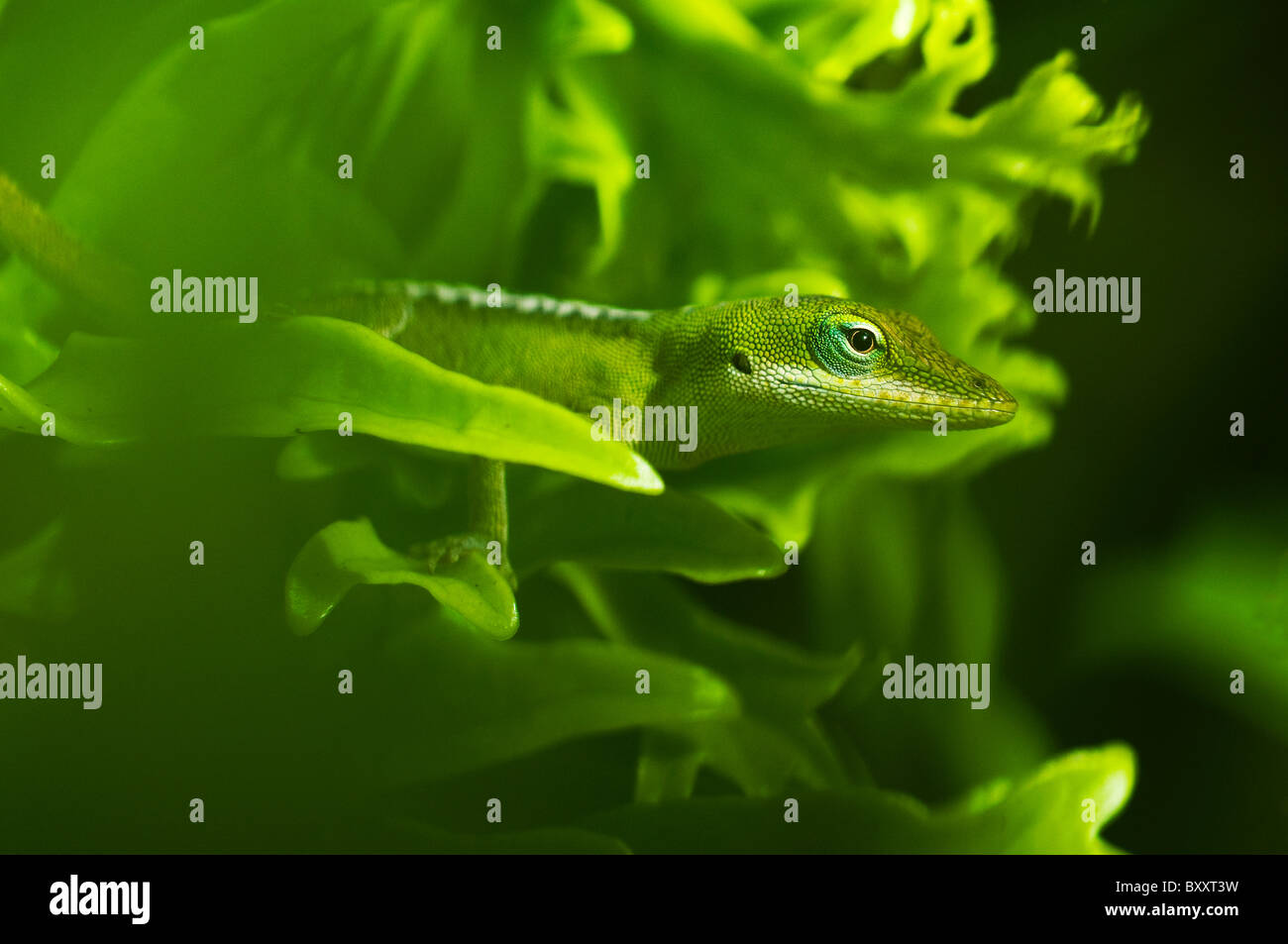 Tropical anole lizard hi-res stock photography and images - Alamy