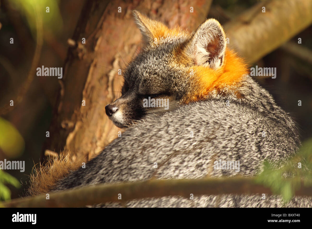 Hairless Gray Fox