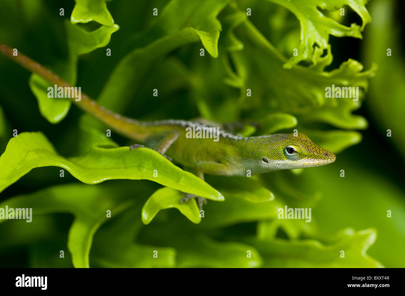 Closeup alert green lizard hi-res stock photography and images - Alamy
