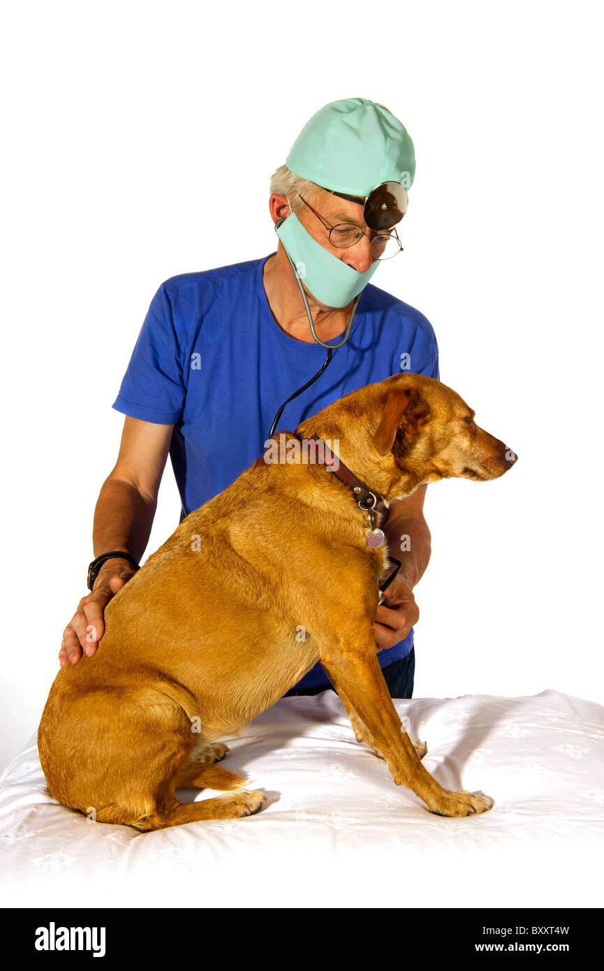 Dog for an examination by the veterinair Stock Photo - Alamy