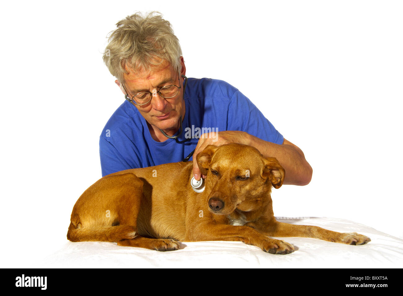 Dog for an examination by the veterinair Stock Photo - Alamy