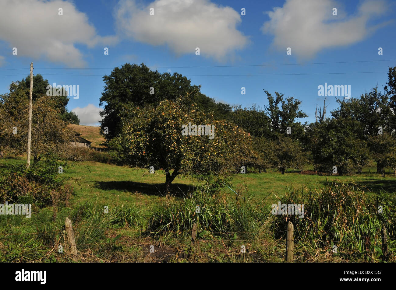 Slope green garden plot cut grass rising mid distance background view ...