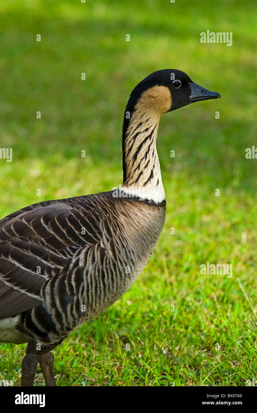 Nana Bird Of Hawaii