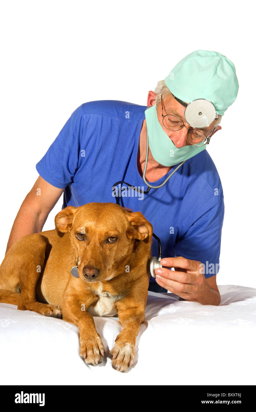 Dog for an examination by the veterinair Stock Photo - Alamy