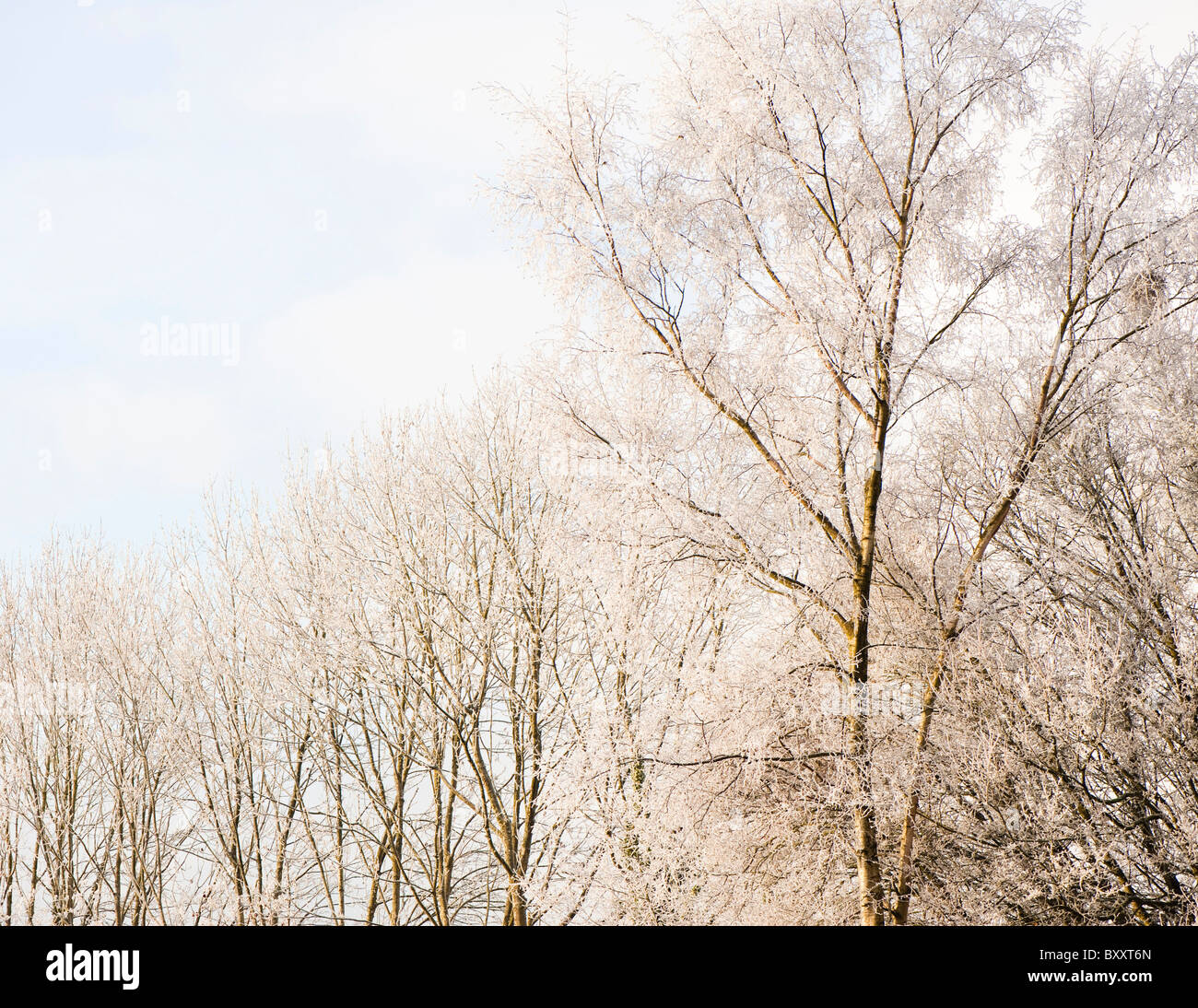 Trees after a heavy frost in December Stock Photo - Alamy