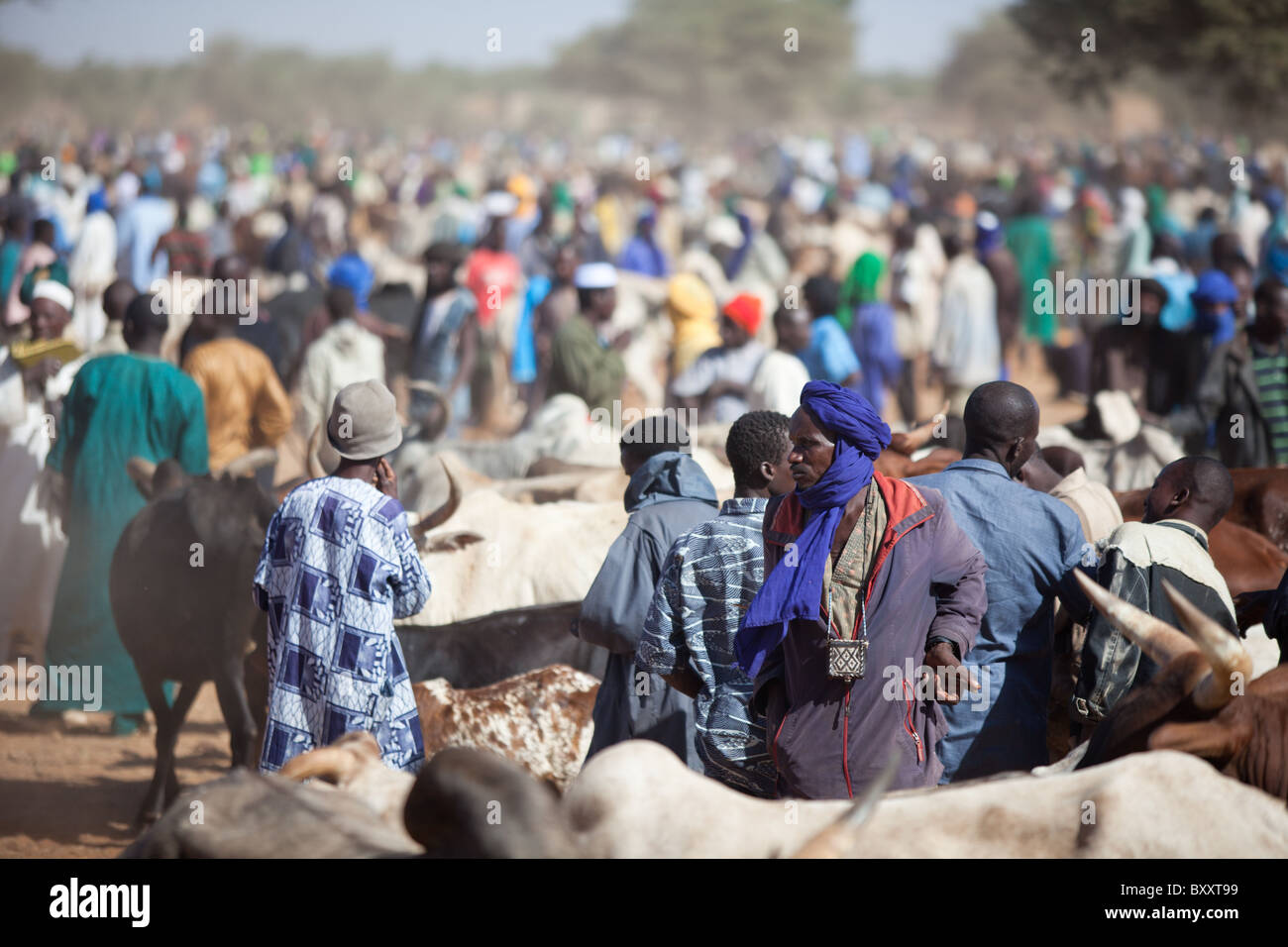 Fulani cattle hi-res stock photography and images - Alamy