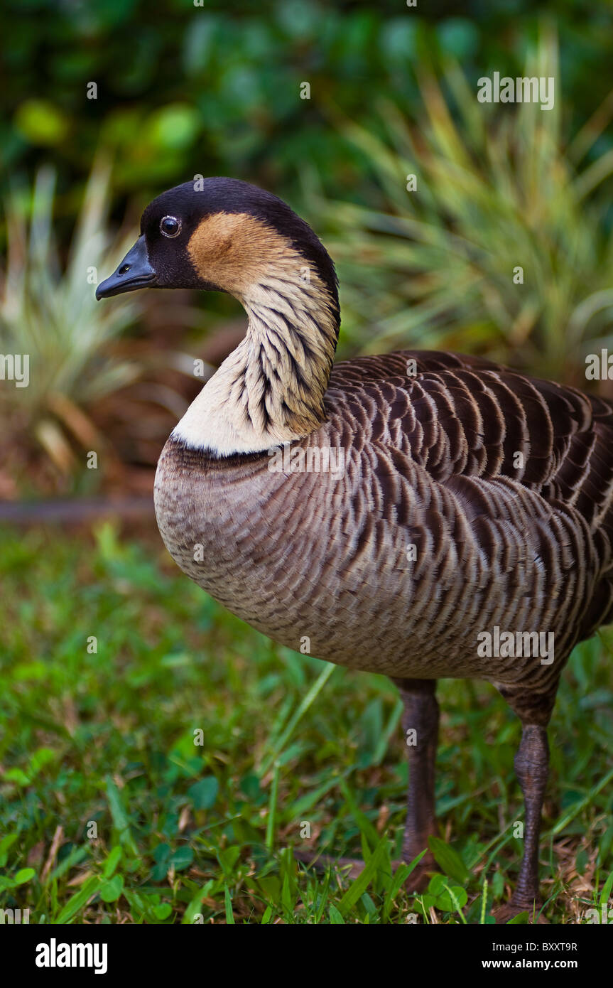 Nene goose hi-res stock photography and images - Alamy