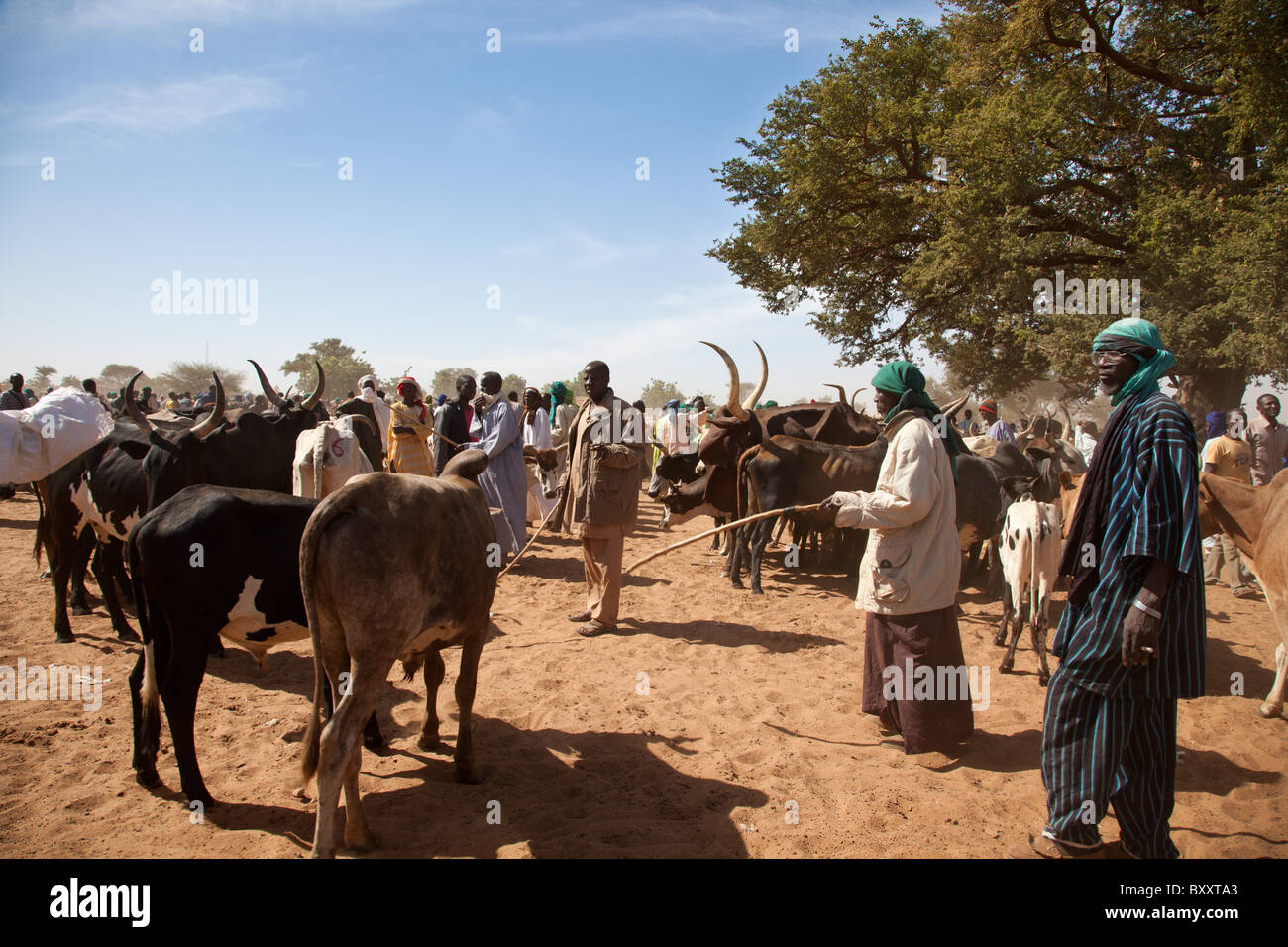 Fulani cattle hi-res stock photography and images - Alamy
