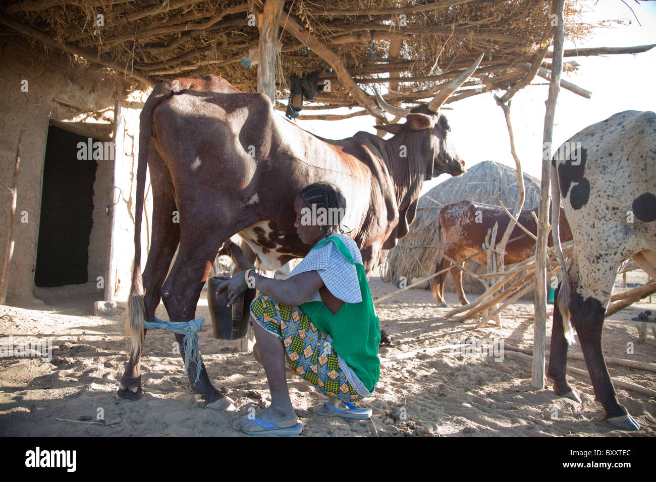 Fulani nigeria cattle hi-res stock photography and images - Alamy