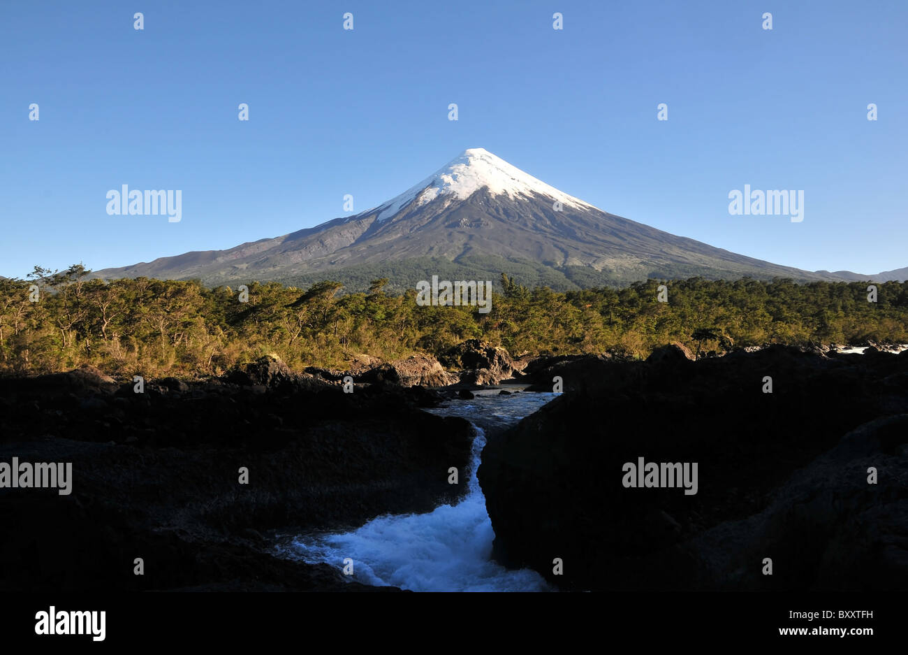 Blue sky view of Volcan Osorno rising above Valdivian Temperate Rain ...