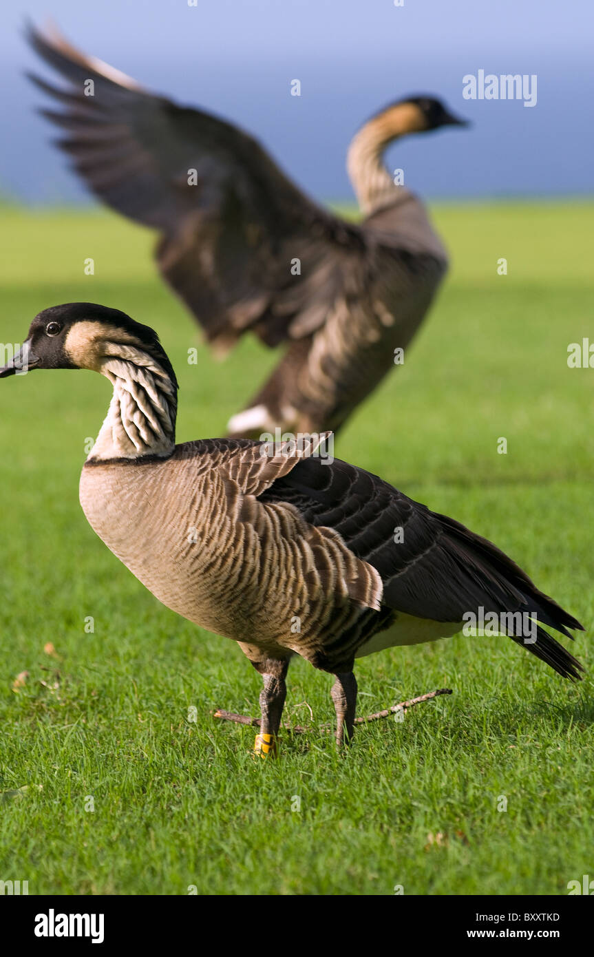 Hawaiian Flying Geese