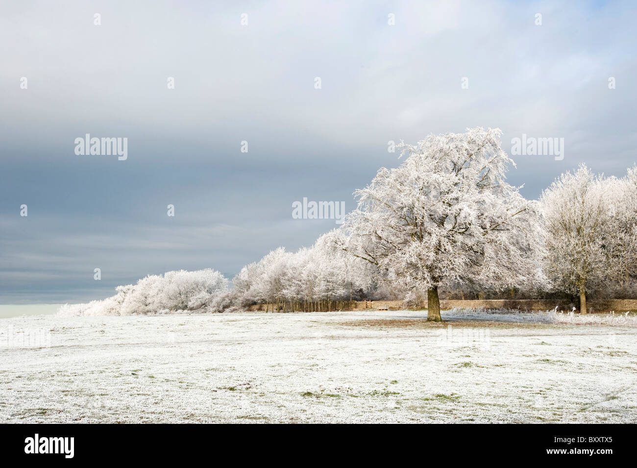 Snow frosty winter trees hi-res stock photography and images - Alamy