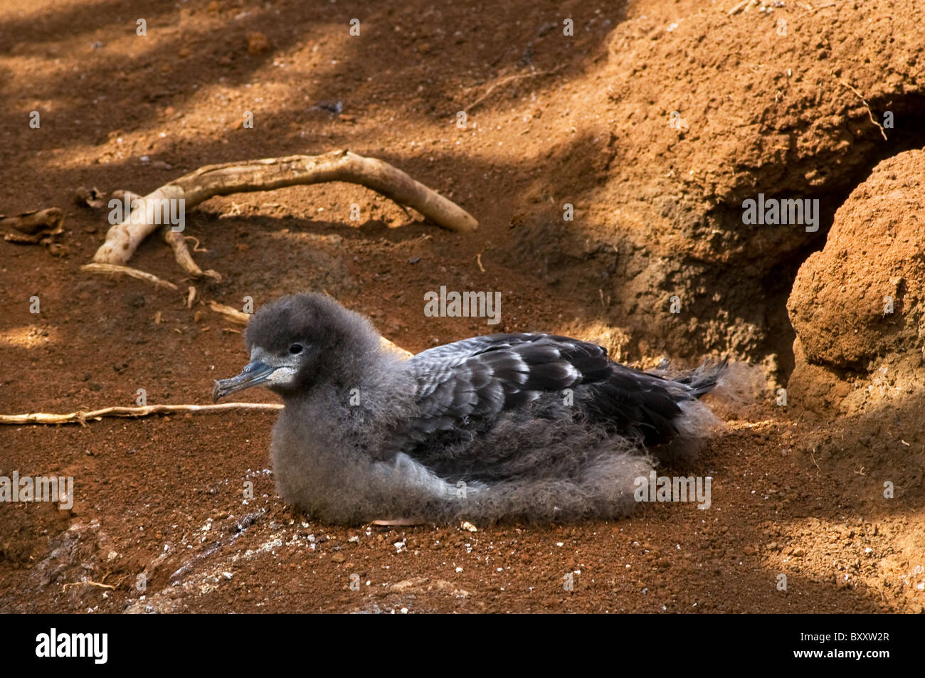 Wedge tailed Shearwater at nesting burrow in Kauai Hawaii Stock Photo ...