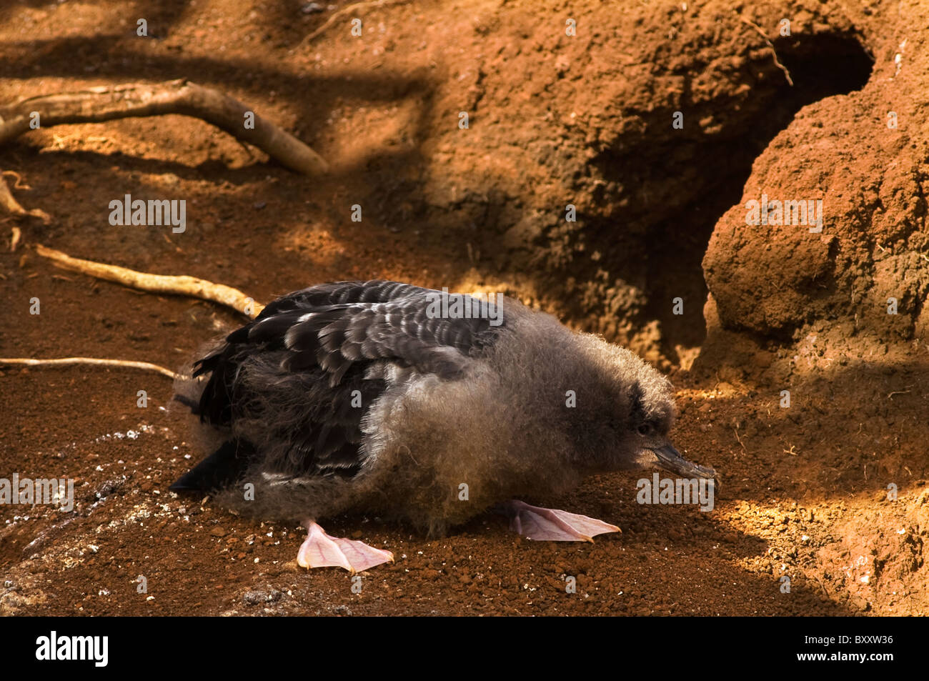 Wedge tailed Shearwater at nesting burrow in Kauai Hawaii Stock Photo ...