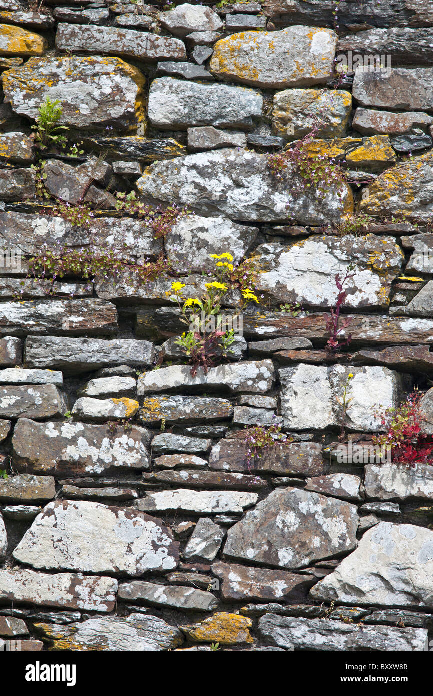 Dry stone wall of a Franciscan friary built 13th and 17th Century ...