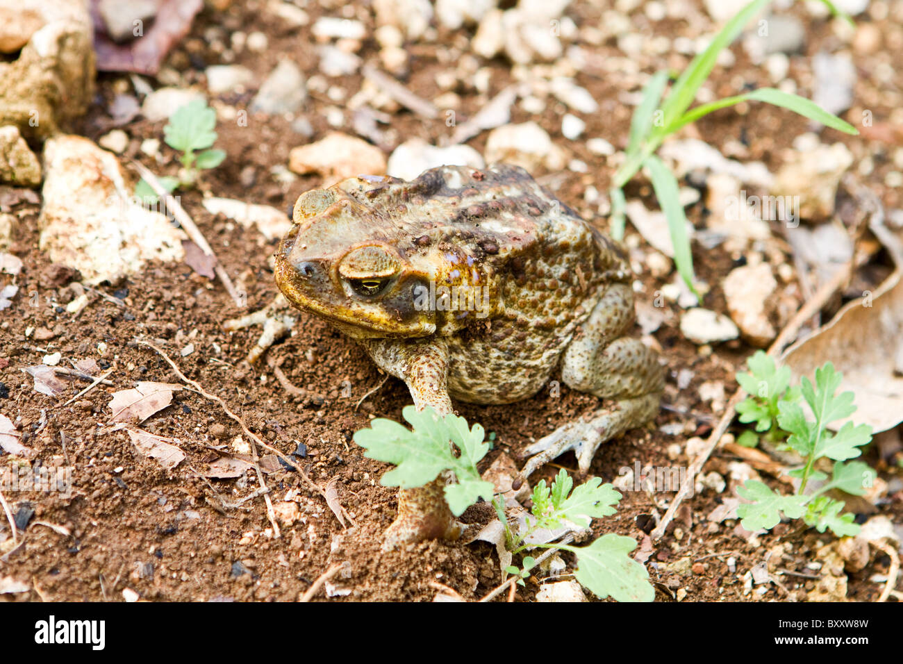 This Cane Toad, photographed in Jamaica, has secreted a milky white ...