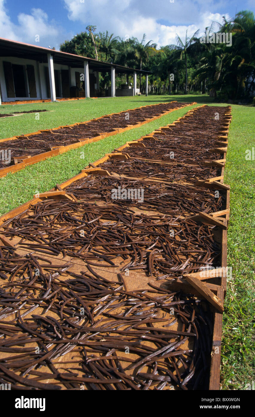 French vanilla drying on sun, Maison de la vanille, Saint Andre, La ...