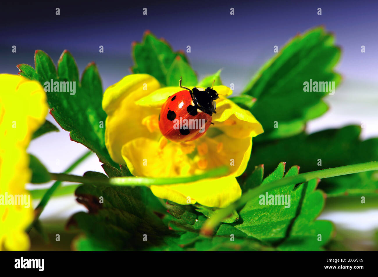 Ladybird nature hi-res stock photography and images - Alamy