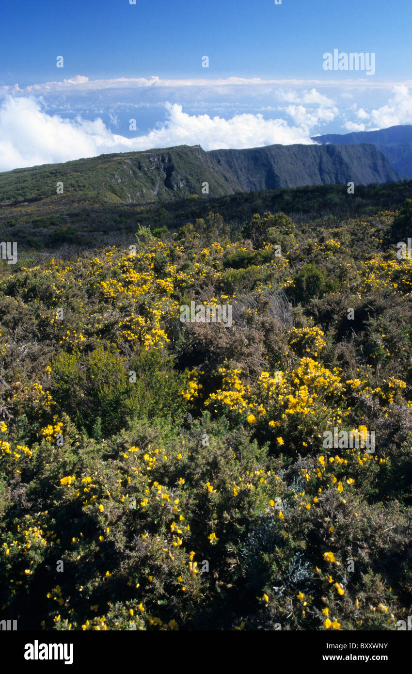 Wild flowers on Piton Le Maido, back Piton des Orangers, La Reunion ...