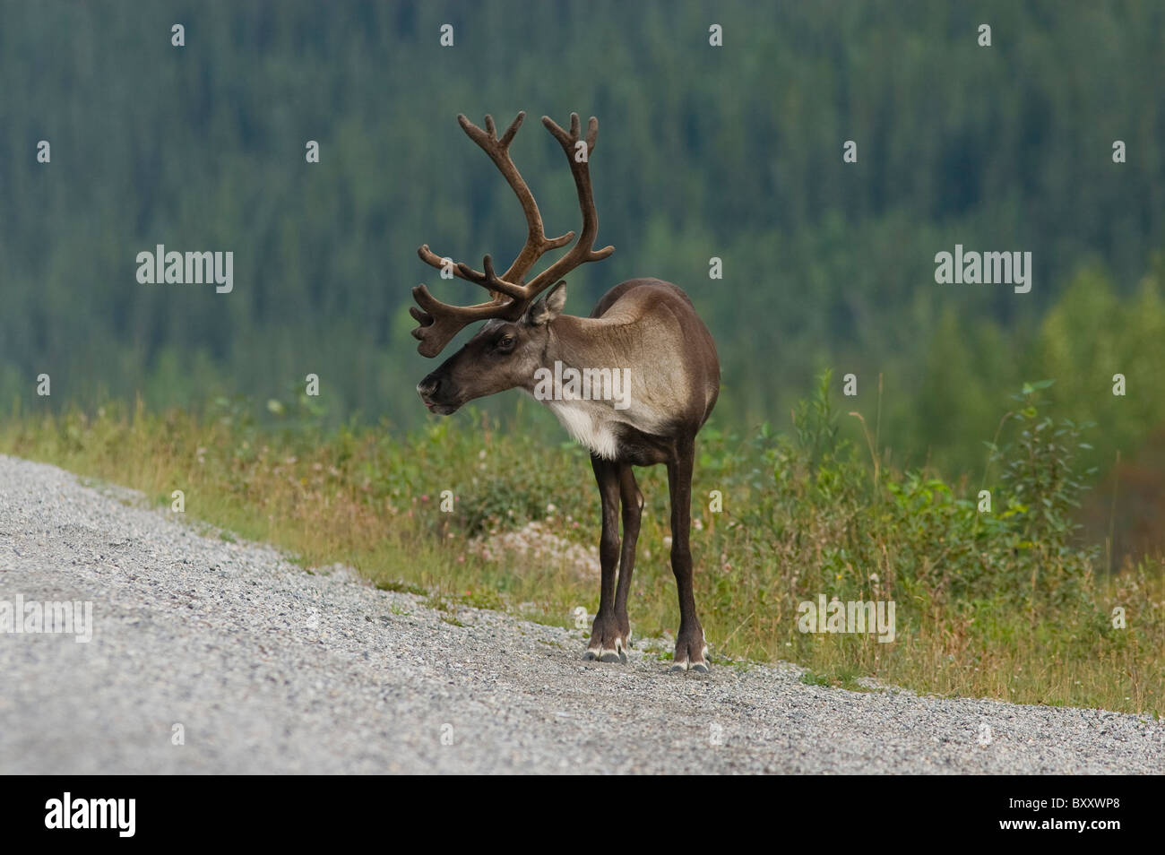 Woodland caribou hi-res stock photography and images - Alamy
