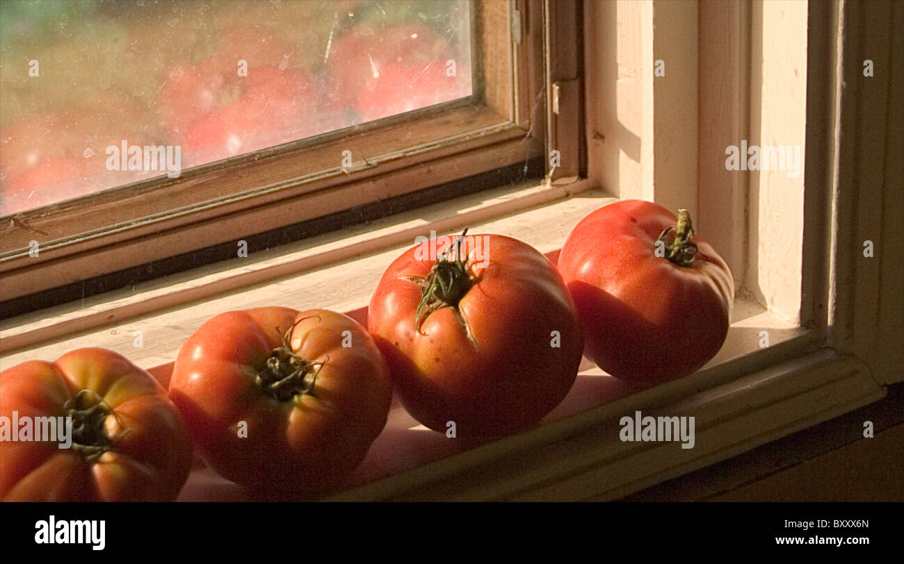 Ripening tomatoes in front of a window Stock Photo - Alamy