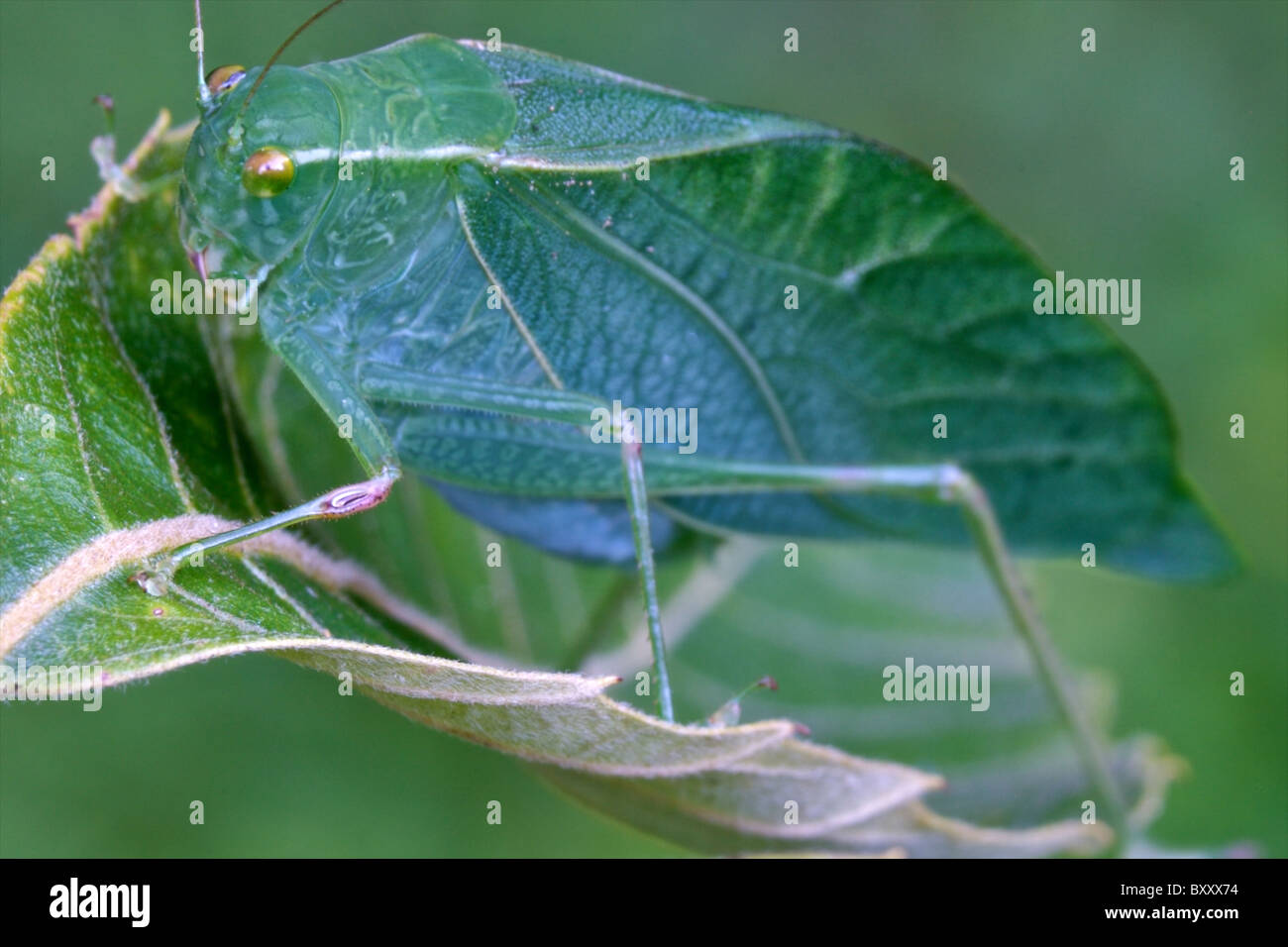 True katydid closeup Stock Photo - Alamy