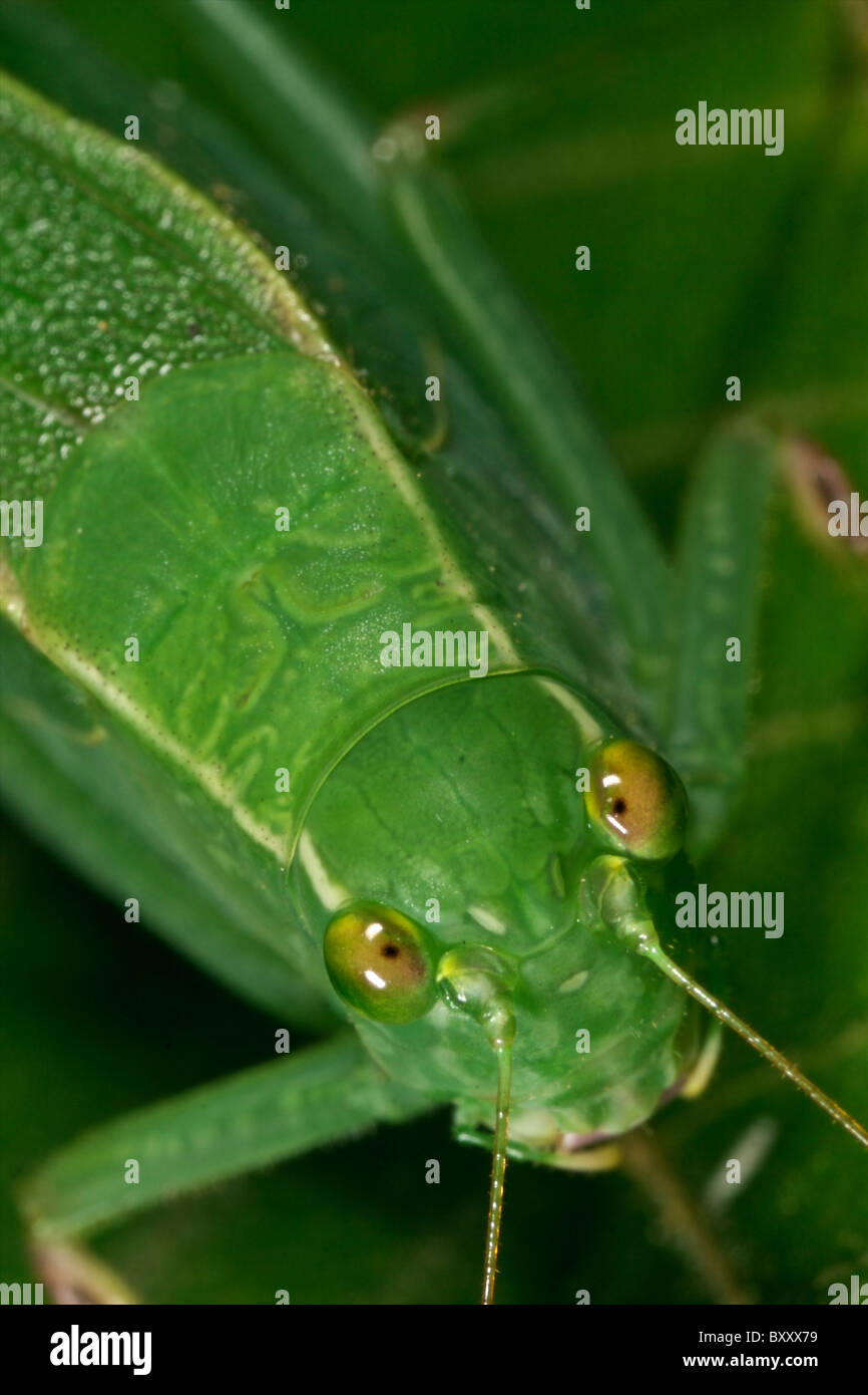 True katydid closeup Stock Photo - Alamy