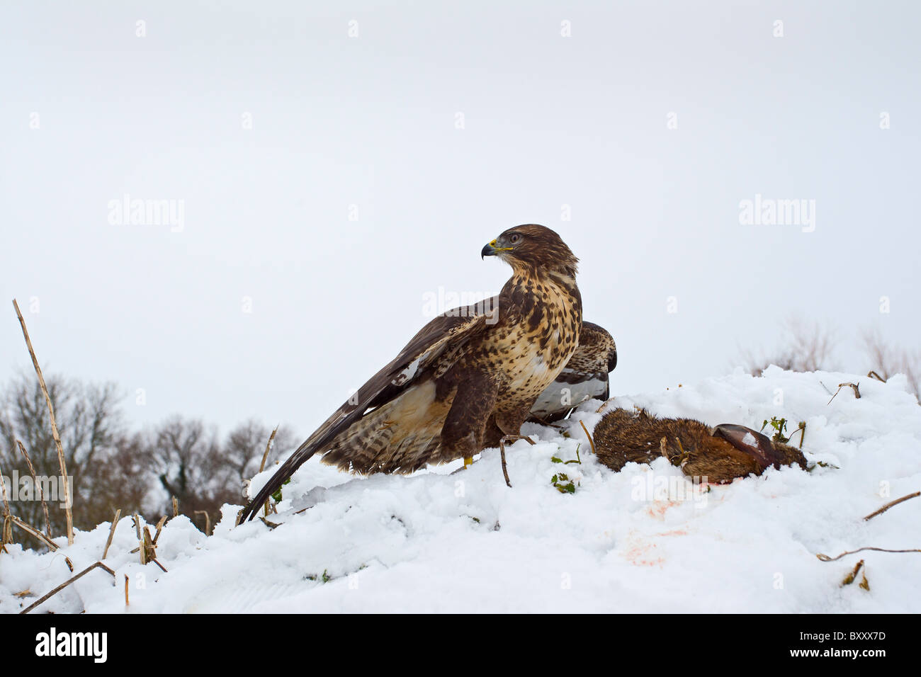 Buzzard snow hi-res stock photography and images - Alamy