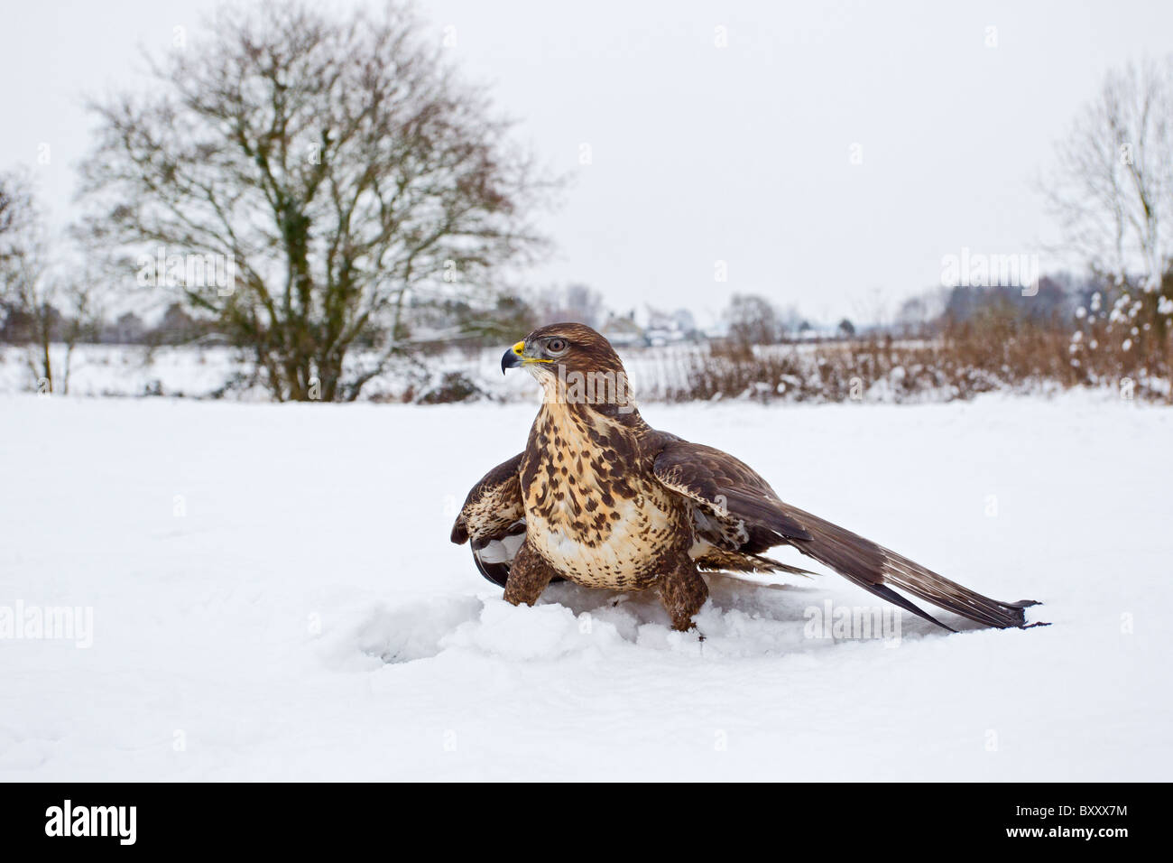Buzzard in snow hi-res stock photography and images - Alamy