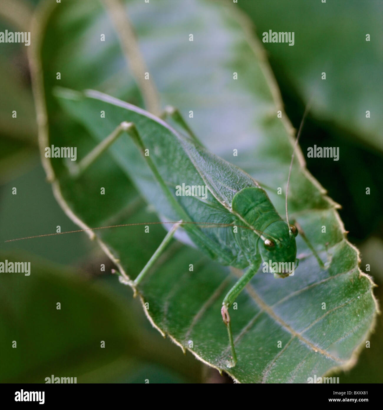 True katydid closeup Stock Photo - Alamy