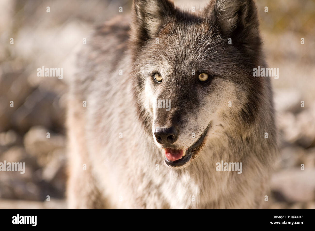 A black wolf Stock Photo - Alamy