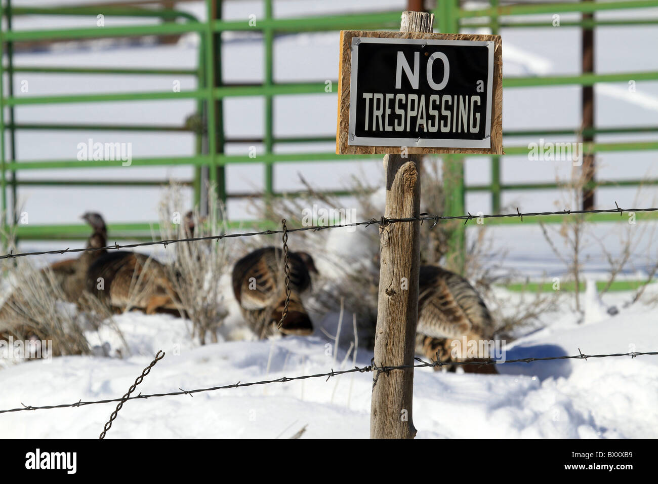 A flock of wild turkeys safely congregates behind a fence with a no ...