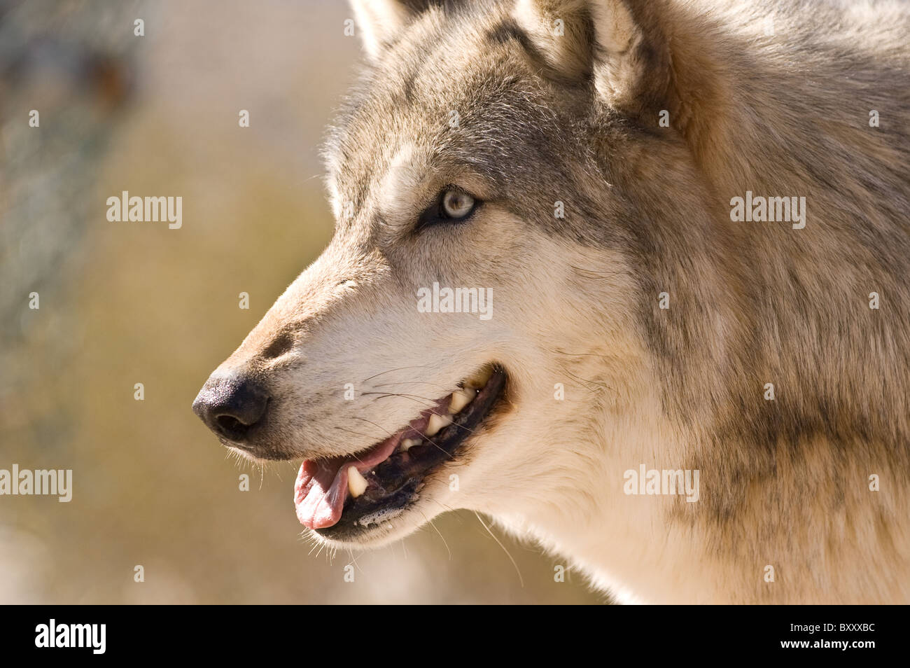 A black wolf Stock Photo - Alamy